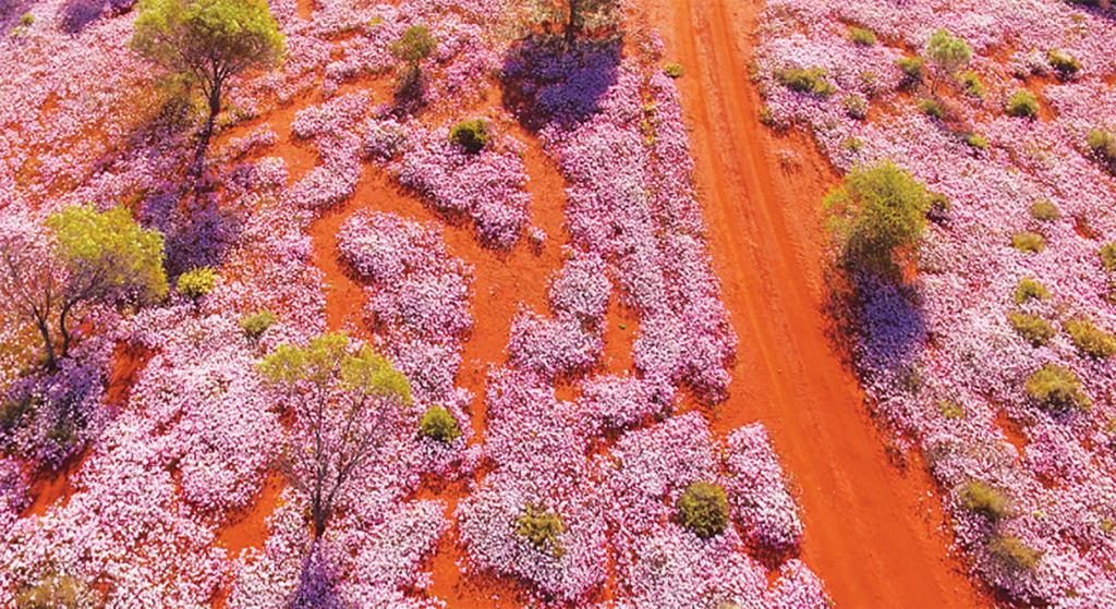 Perth Wildflower Season | Novotel Perth Murray Street